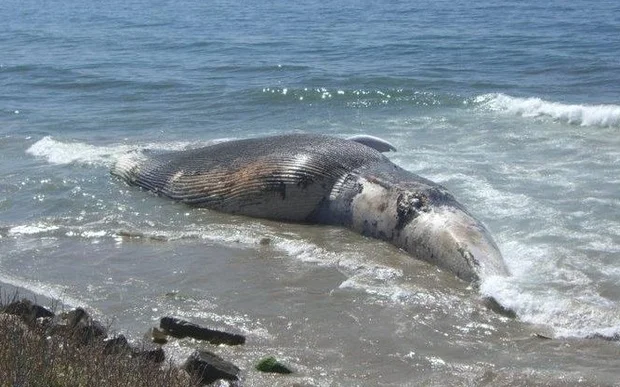 The Stealth Purpose of Earwax (in Humans and Whales) — Hearing Health ...