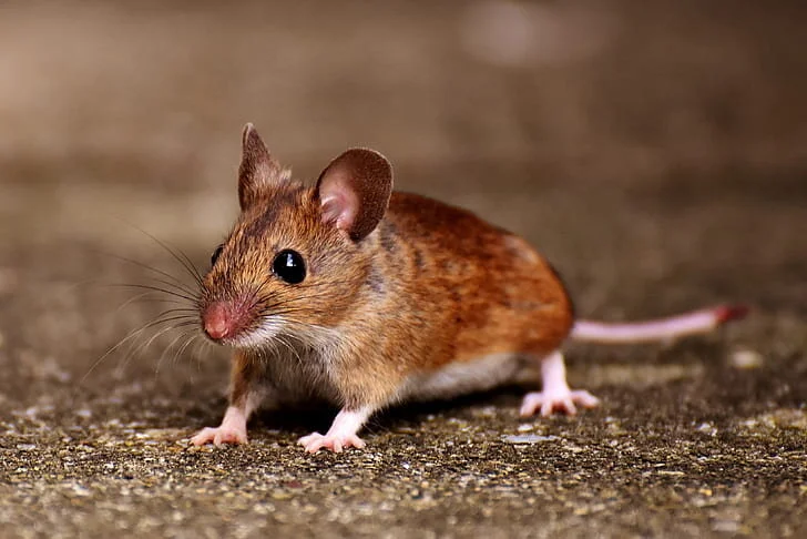 Study: For better research results, let mice be mice — Hearing Health ...