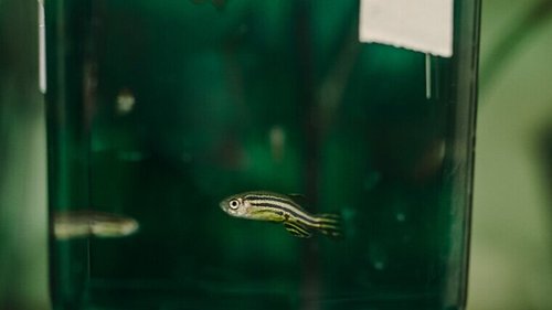 Elusive Cell Type in Fish Sensory Organs Discovered — Hearing Health ...