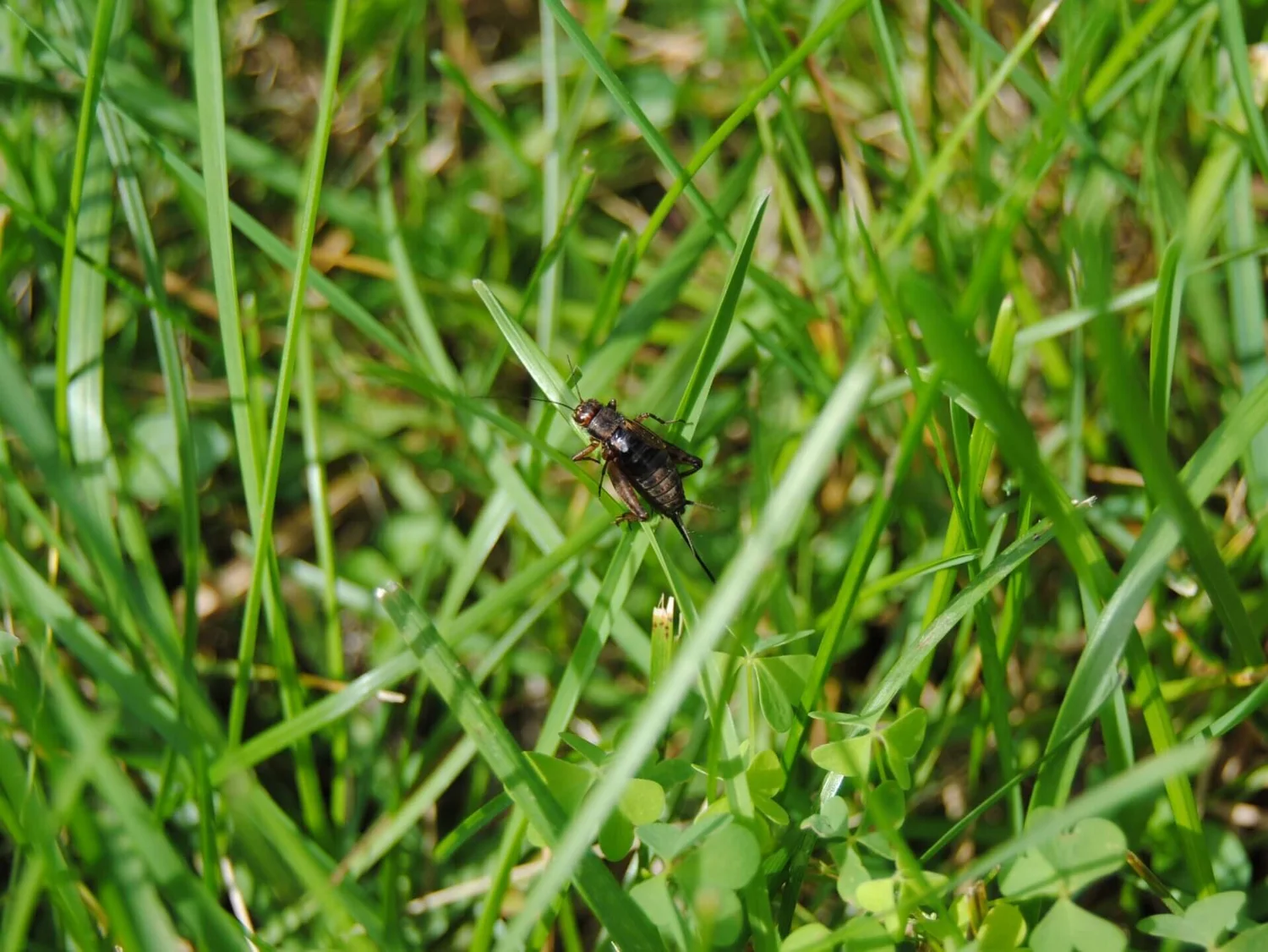 Making Peace With the Crickets in My Ears — Hearing Health Foundation