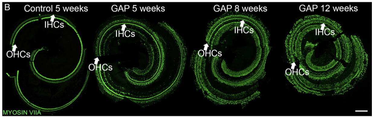 Genetic Reprogramming Converts Nonsensory Cells into Sensory Cells in ...