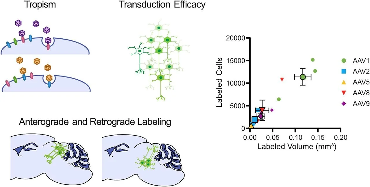 Analysis of Six Gene Delivery Methods in the Mouse Model — Hearing ...