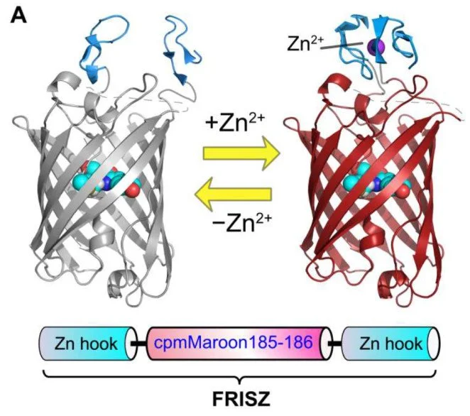 A New Tool for Visualizing Zinc Ions in the Brain — Hearing Health ...