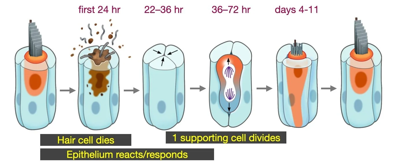 Webinar Recap: Birds Show the Way to Hair Cell Regeneration — Hearing ...