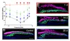 Regrowing Hair Cells and Nerve Connections to Restore Hearing in Birds ...