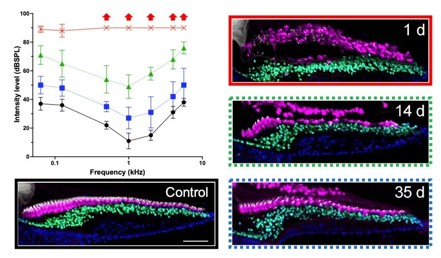Regrowing Hair Cells and Nerve Connections to Restore Hearing in Birds ...