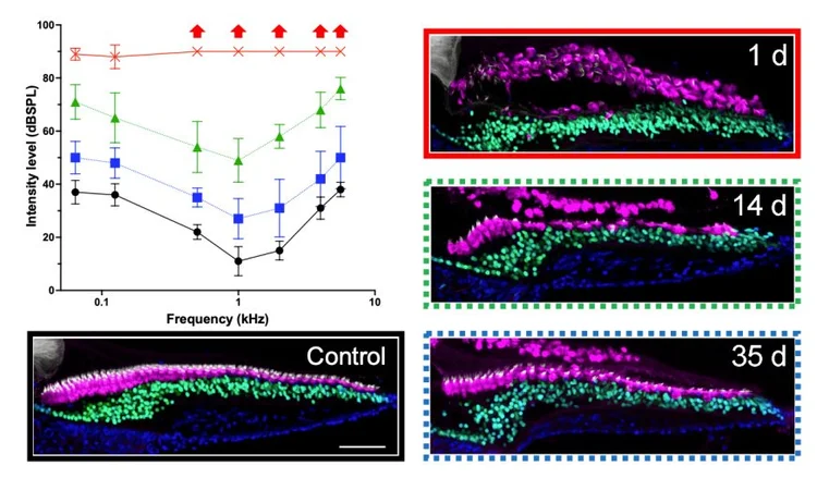 Regrowing Hair Cells and Nerve Connections to Restore Hearing in Birds ...
