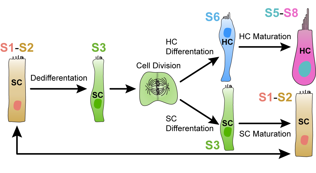 Cell-Type Identity of the Chick Balance Organ — Hearing Health Foundation