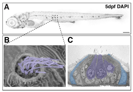 Zebrafish Gene Discovery Reveals Clues for Hearing Restoration ...