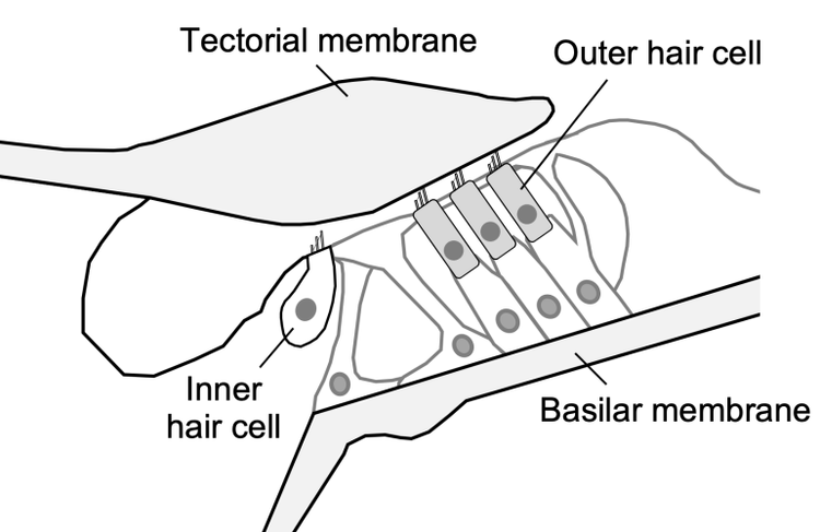 Hearing Involves Highly Distorted Processing of Sound by Sensory Hair ...