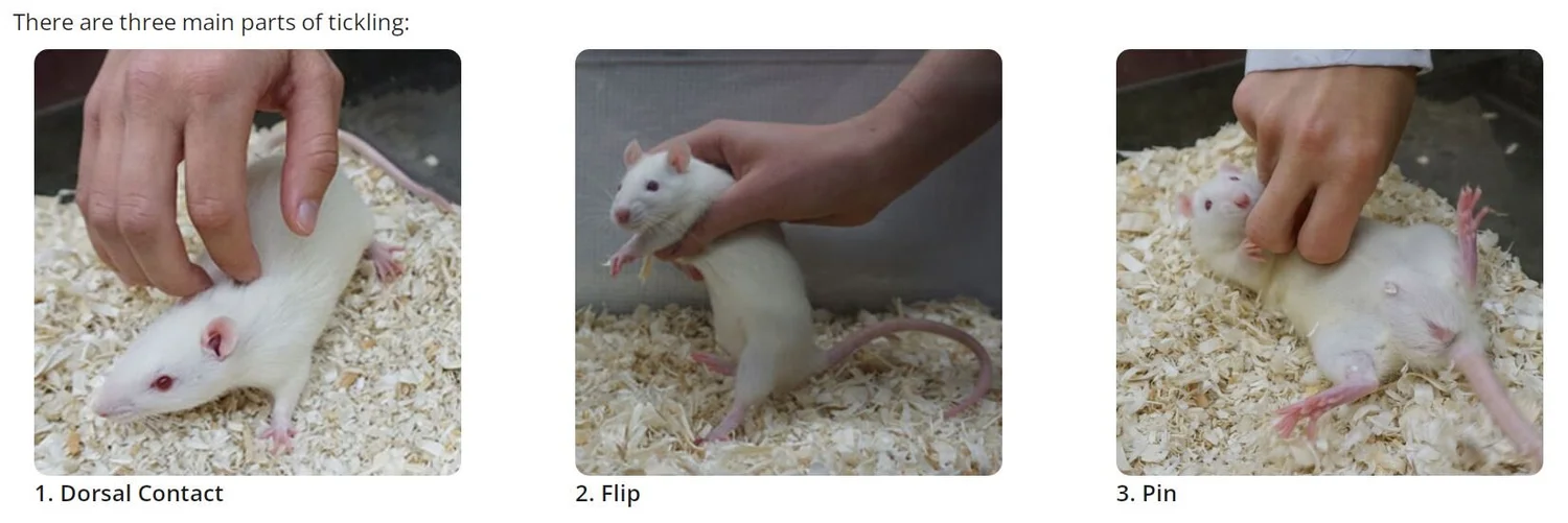 Rat Tickling — Project Brain Light