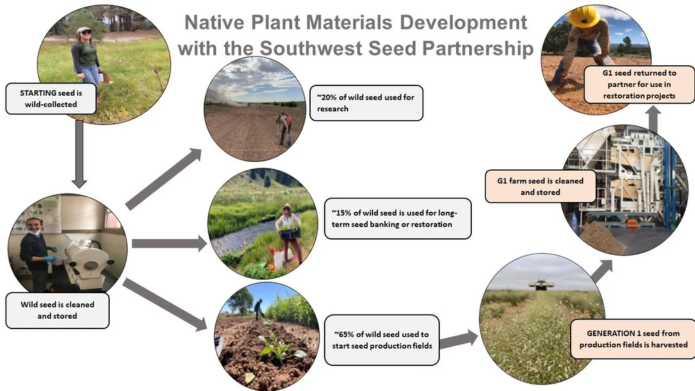 SWSP — THE SOUTHWEST SEED PARTNERSHIP| SWSP
