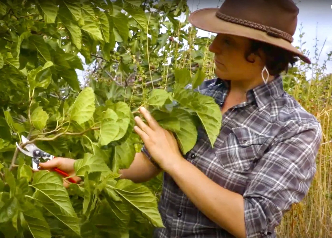 Core Home Fruit: Expert care for your fruit trees, berries & ornamental ...