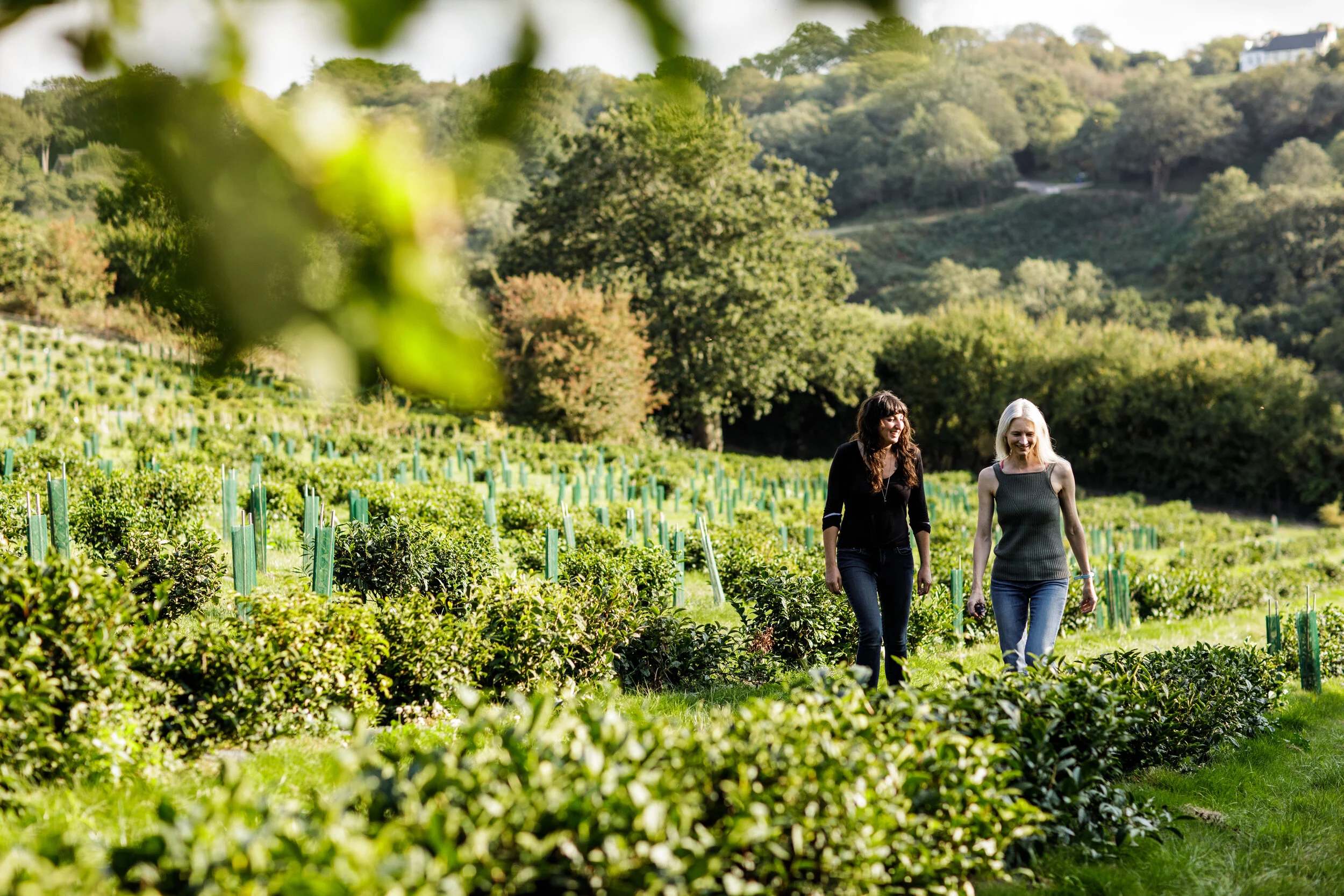 Meet the Producers — European Speciality Tea Association