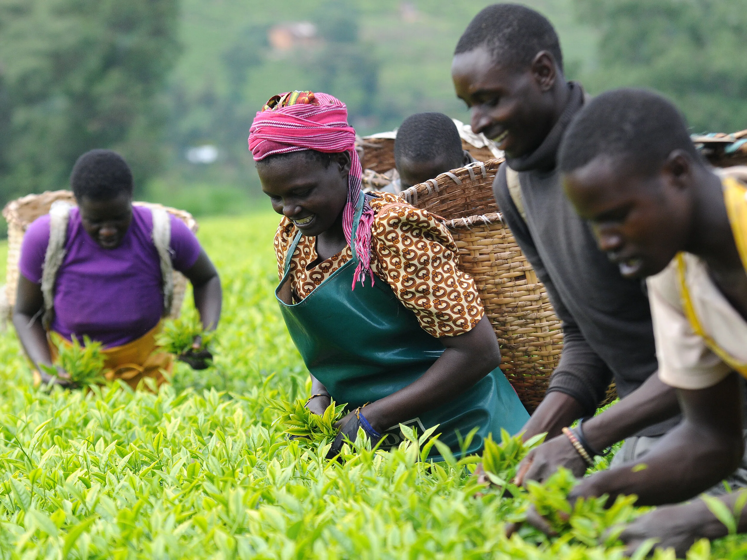 Meet the Producers — European Speciality Tea Association