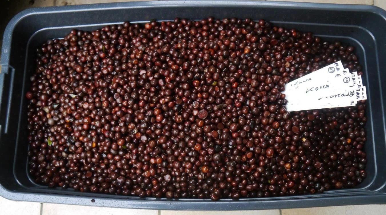 Meet the Producers — European Speciality Tea Association