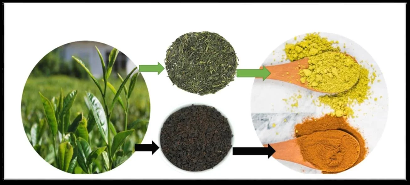 ESTA Tea Review Archive — European Speciality Tea Association ...