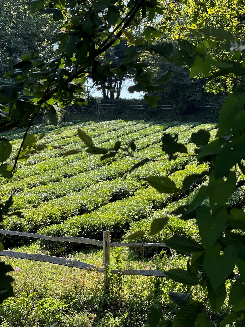 Jersey Fine Tea — European Speciality Tea Association