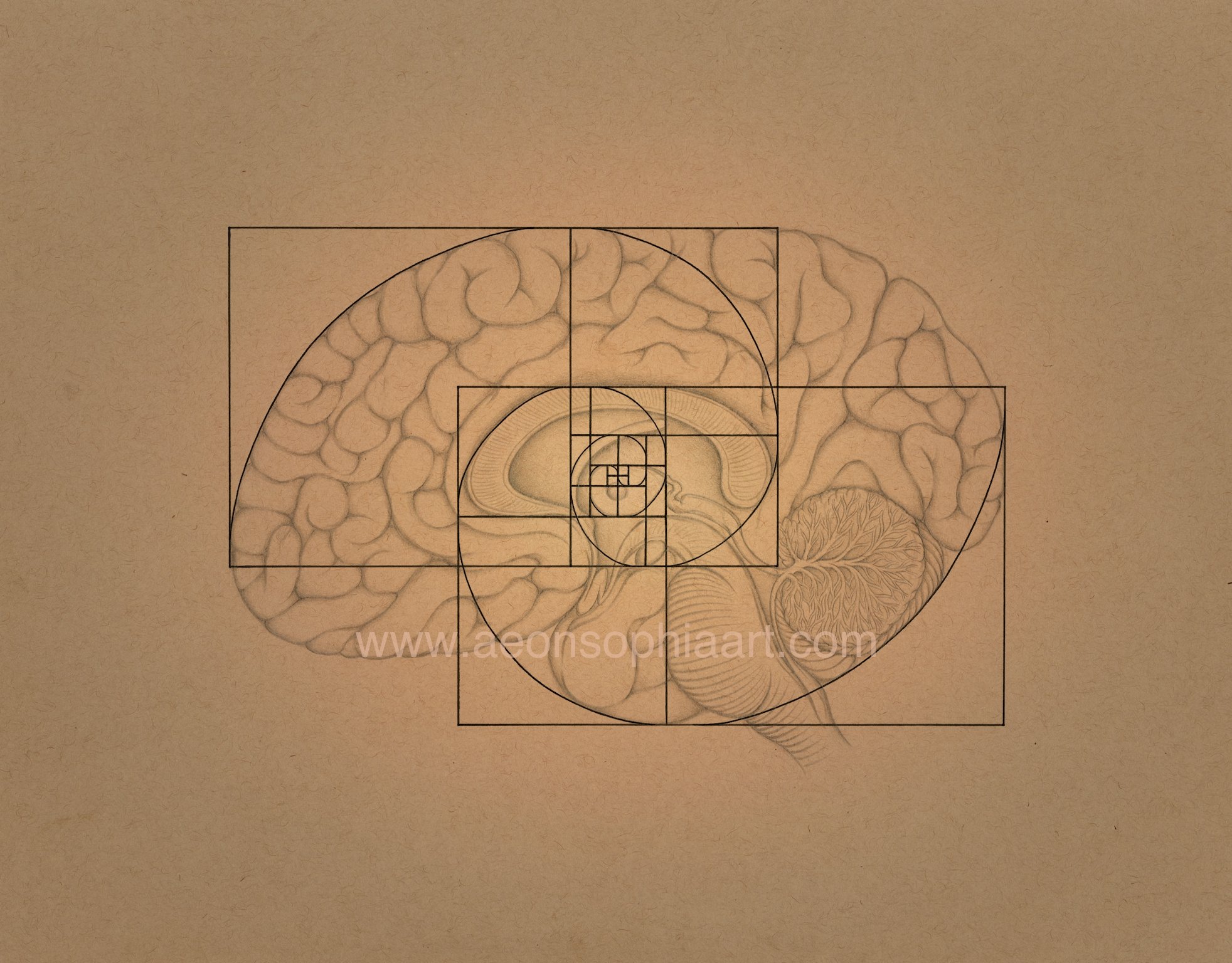 Double Phi Brain — Aeon Sophia Art