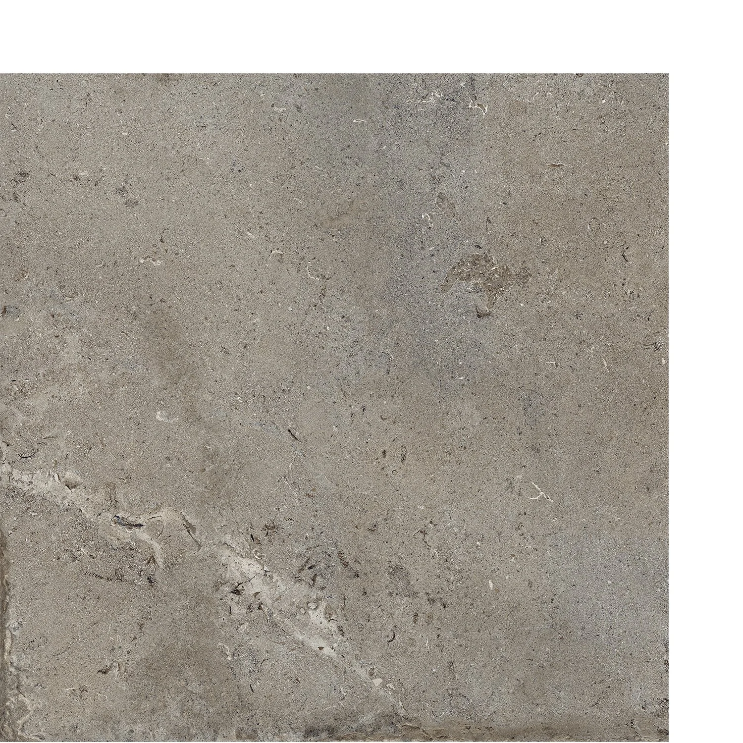 Signature Porcelain — Statements Tile