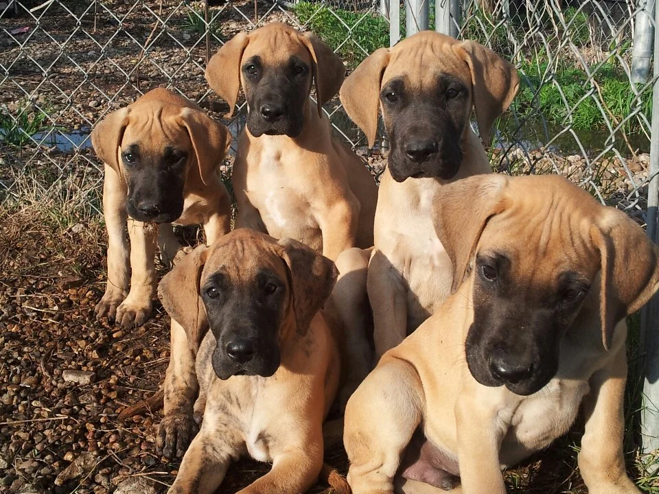 Our Dogs — Shakira Kennels