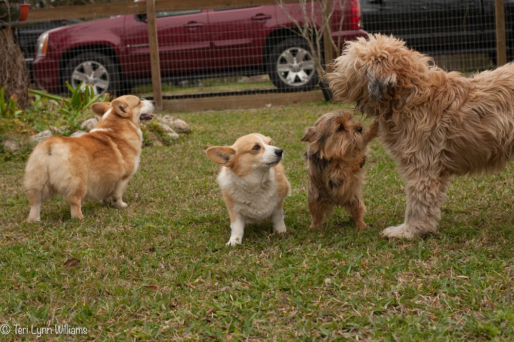 Our Dogs — Shakira Kennels