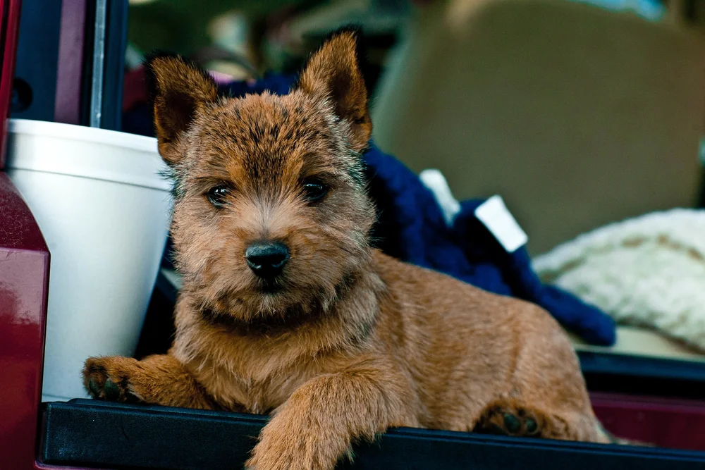 Our Dogs — Shakira Kennels