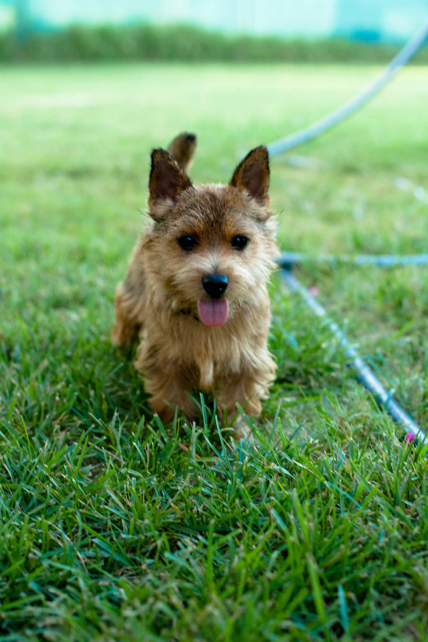 Our Dogs — Shakira Kennels