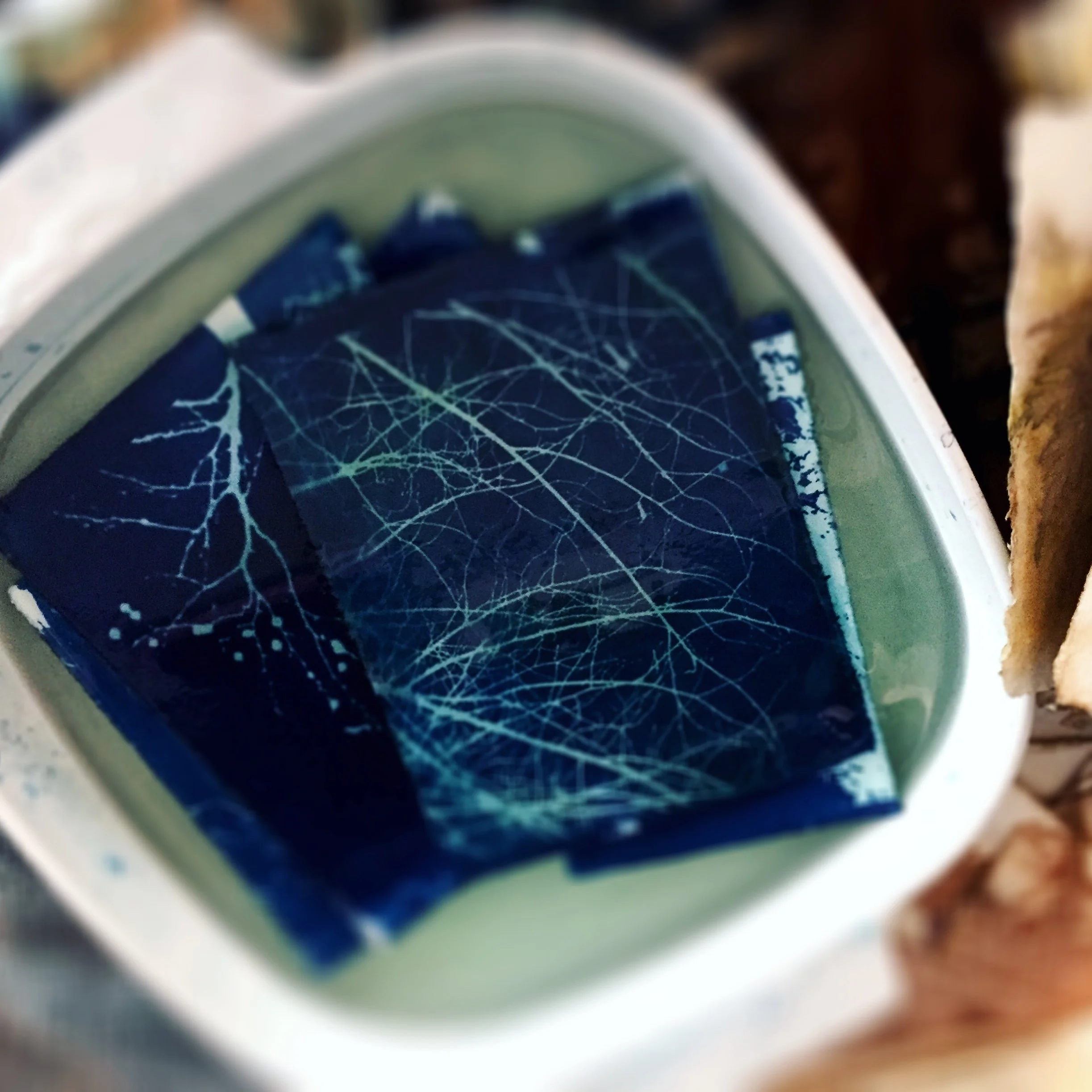 cyanotype process — Blog — Krista McCurdy