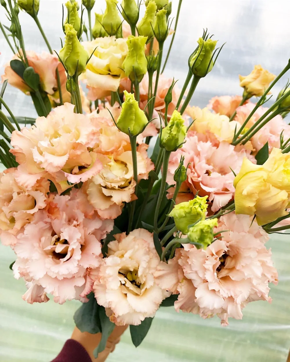 Peach Lisianthus