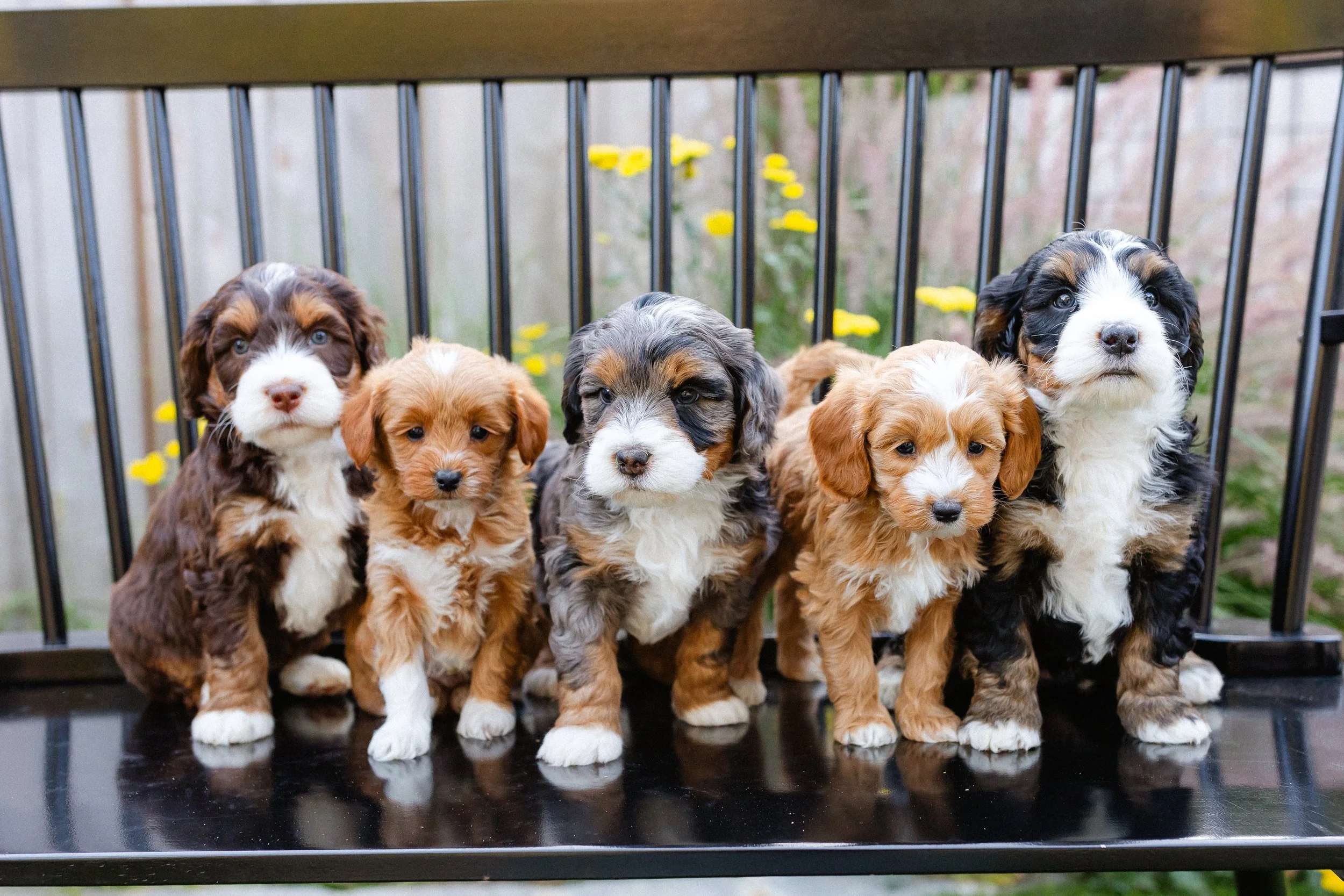 Gail's Doodles- Bernedoodle, Labradoodle and Goldendoodle Puppies