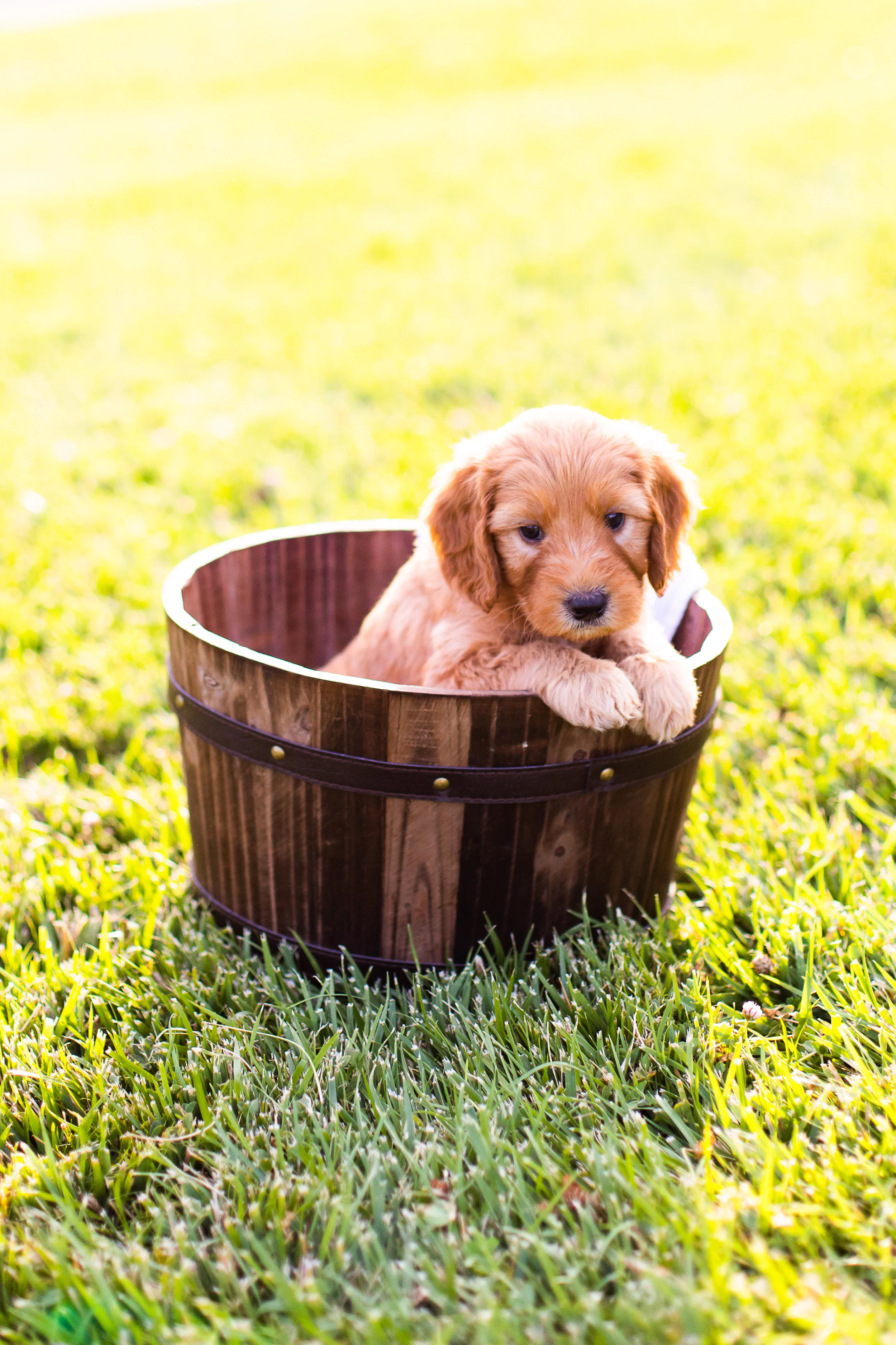 Puppy Portraits — Gail's Doodles