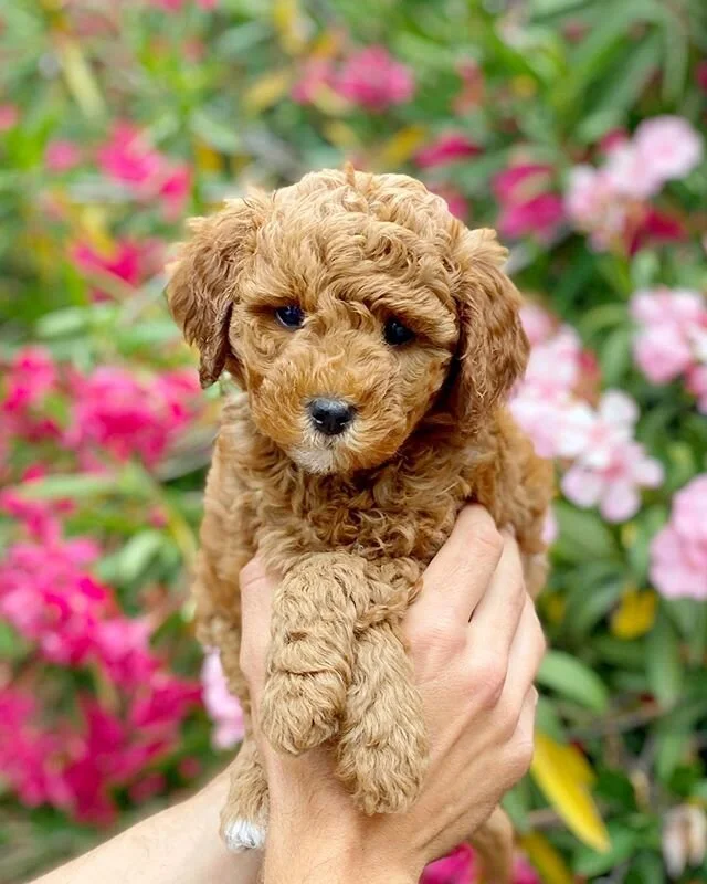 Gail's Doodles- Bernedoodle, Labradoodle and Goldendoodle Puppies