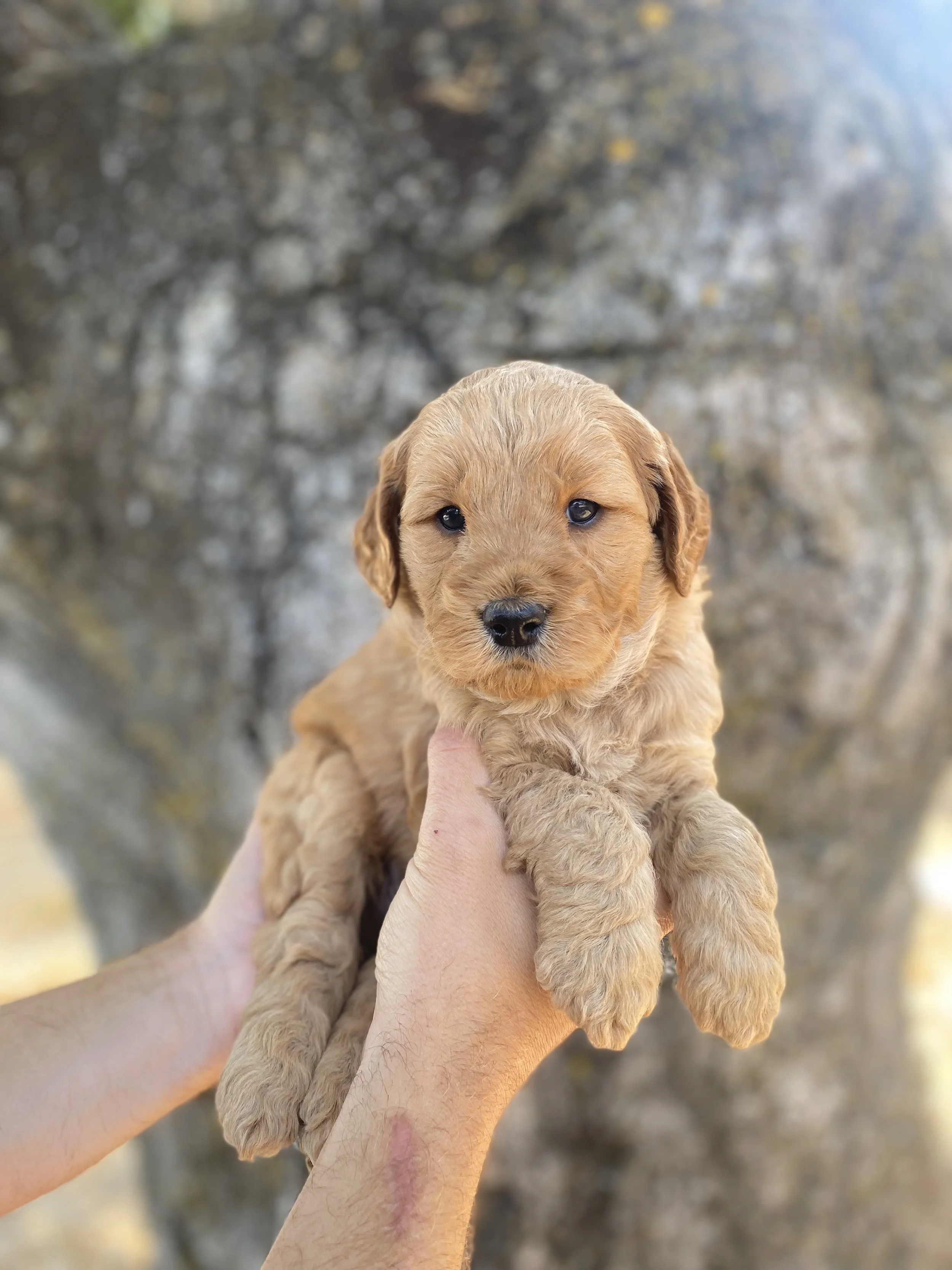 Previous Litters — Gail's Doodles