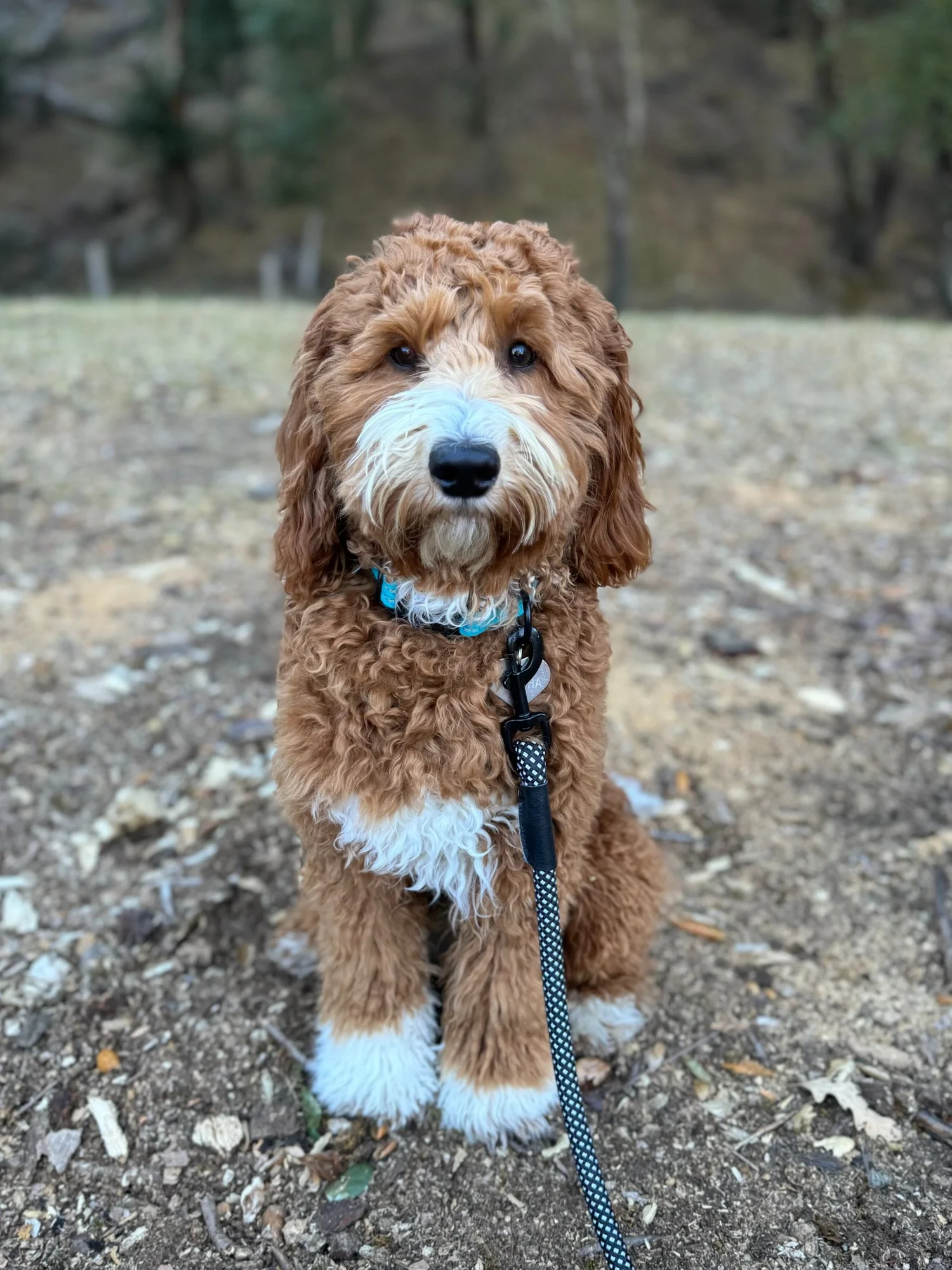 Our Boys — Gail's Doodles