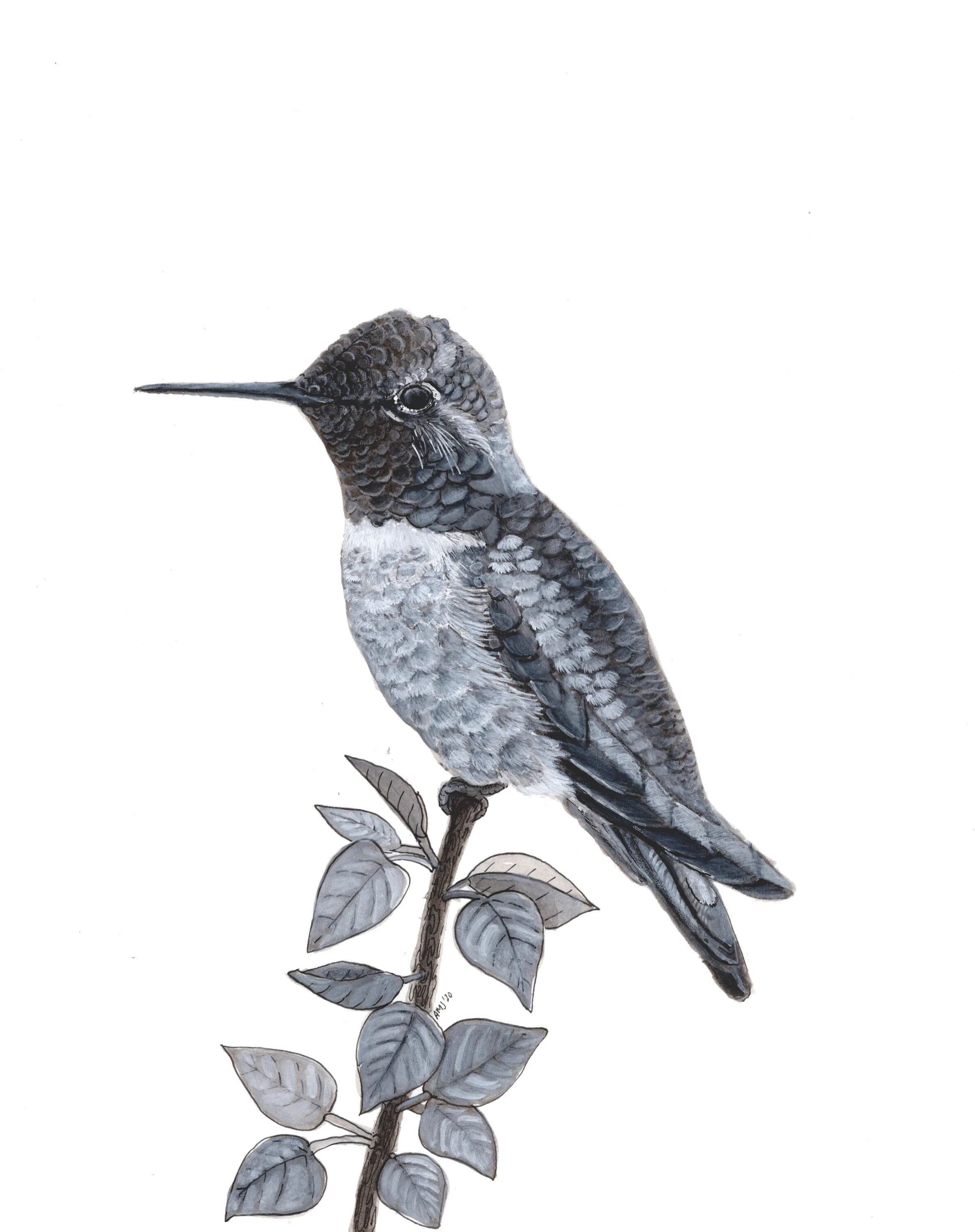 Natural Science Art — Amanda M Jorgenson Art & Illustration