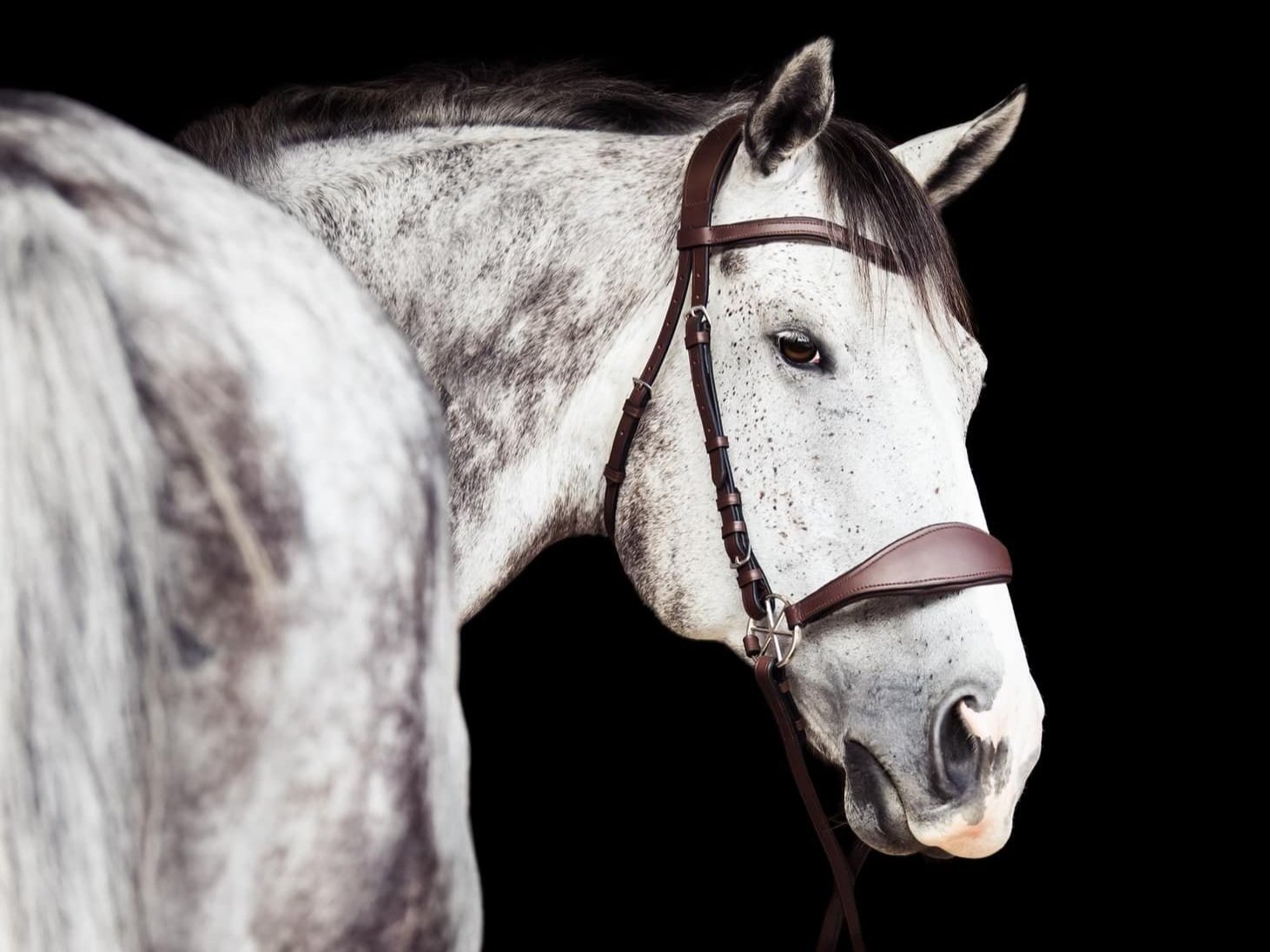 Atlanta Equestrian