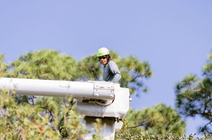 Salgado tree trimming