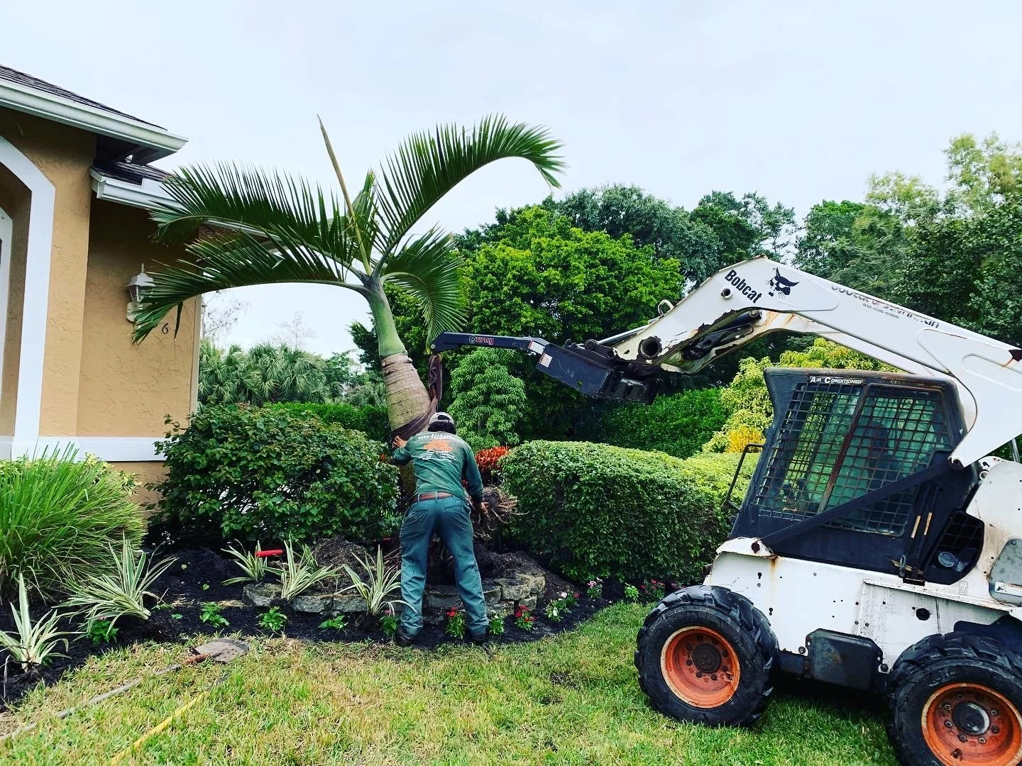 Salgado tree trimming