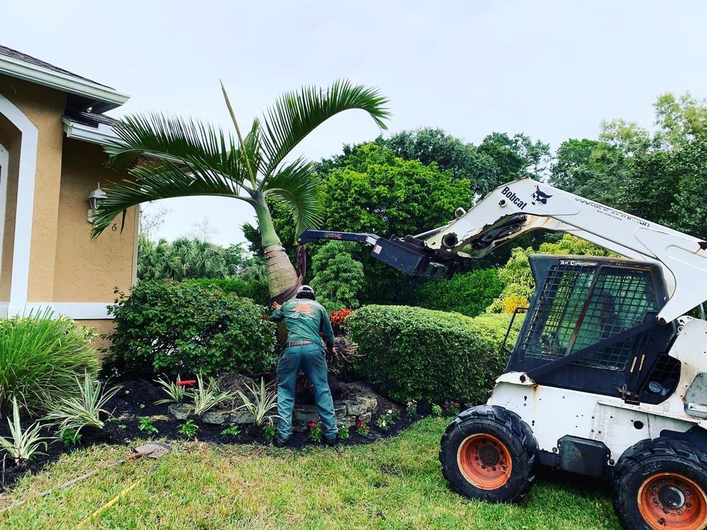 Salgado tree trimming
