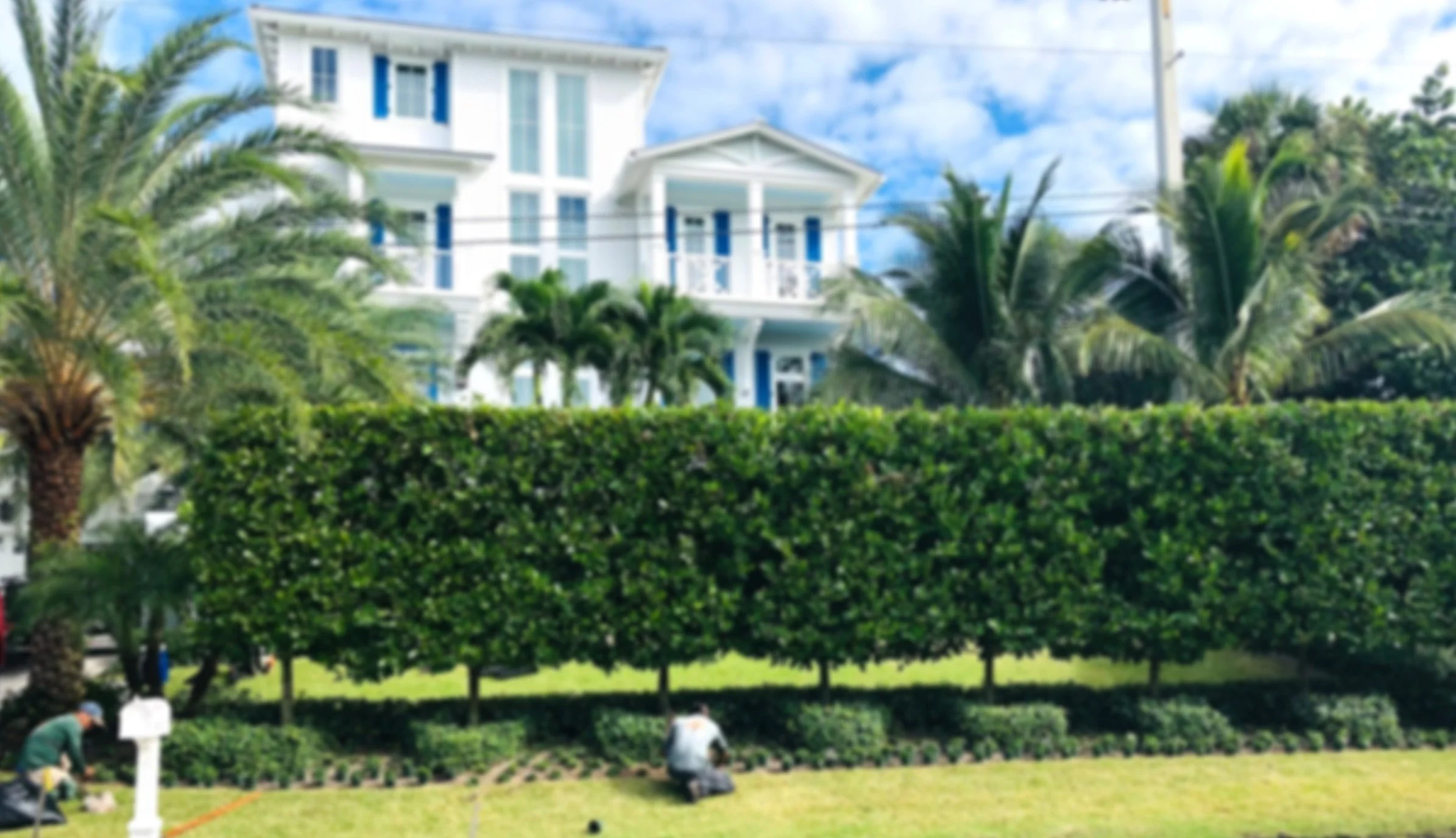 Salgado tree trimming