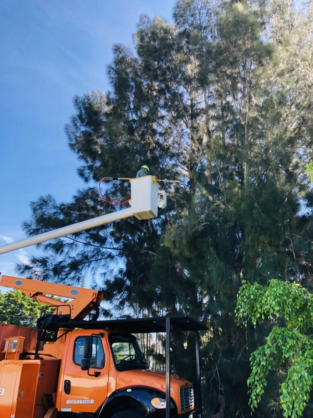Salgado tree trimming