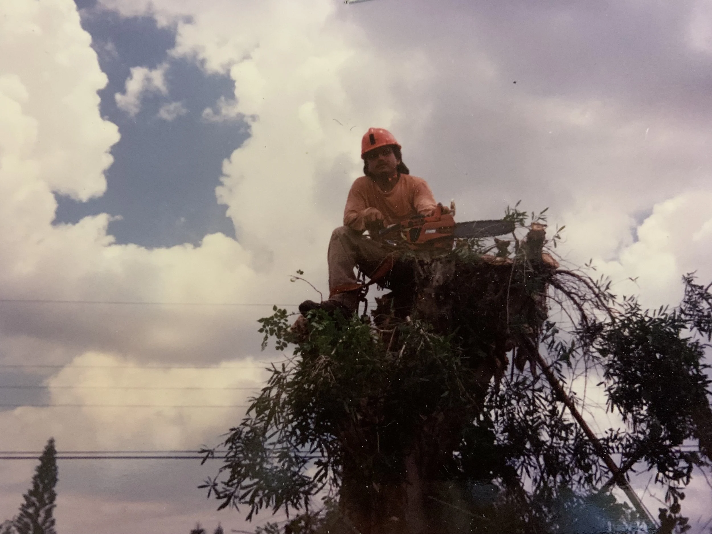 Salgado tree trimming