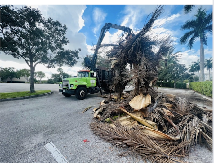 Salgado tree trimming