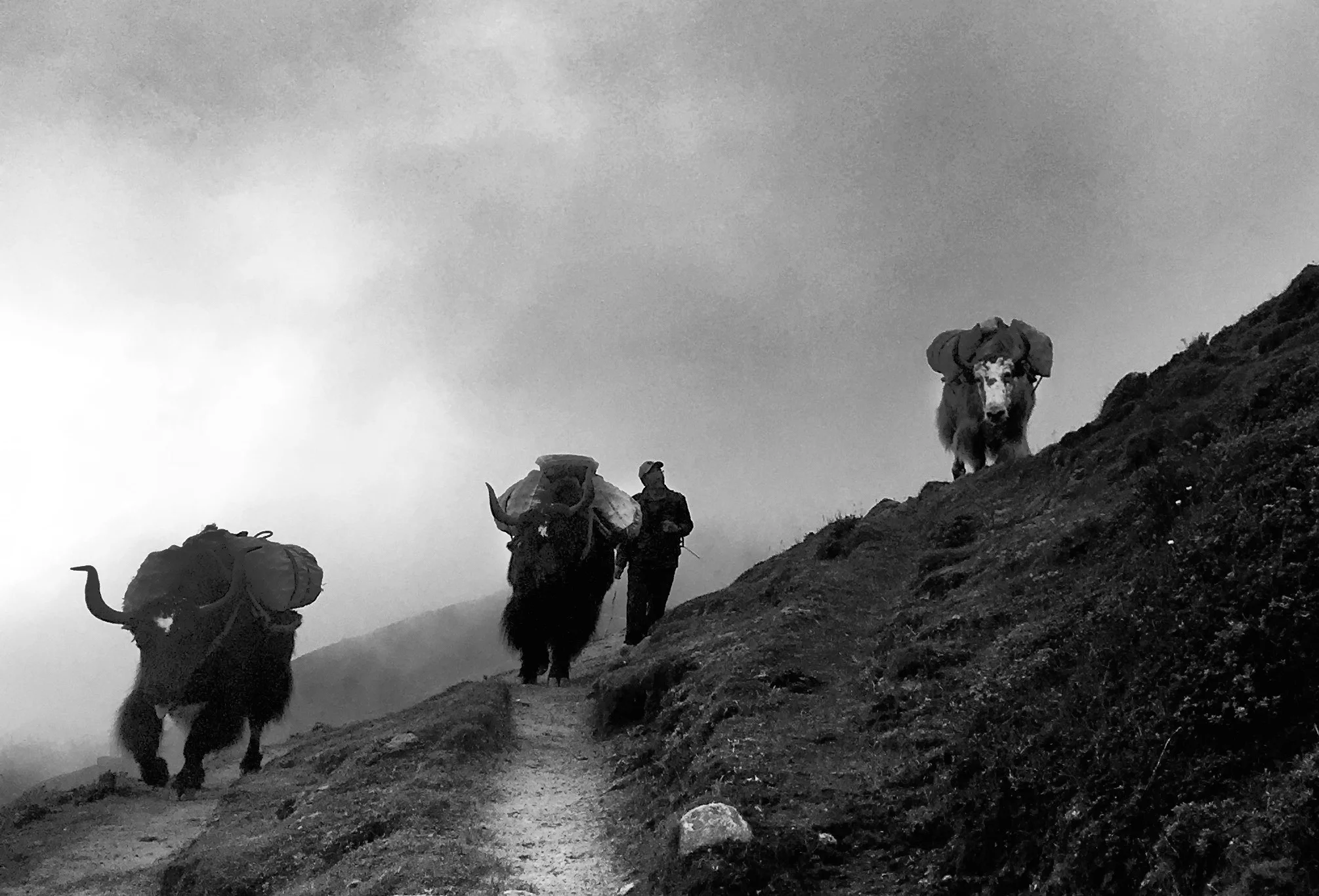 Mark Wood Explorer — Words by Design