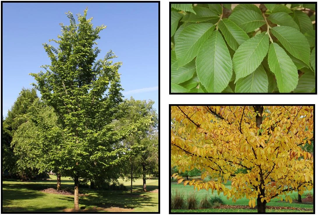 Belknap Trees — Belknap Neighborhood Association