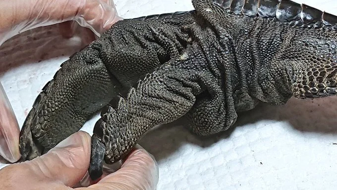 Emu Foot — MRJAKEPARKER.COM