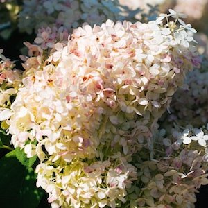 Monroe Funeral Home & Cremation Services | Delavan, WI