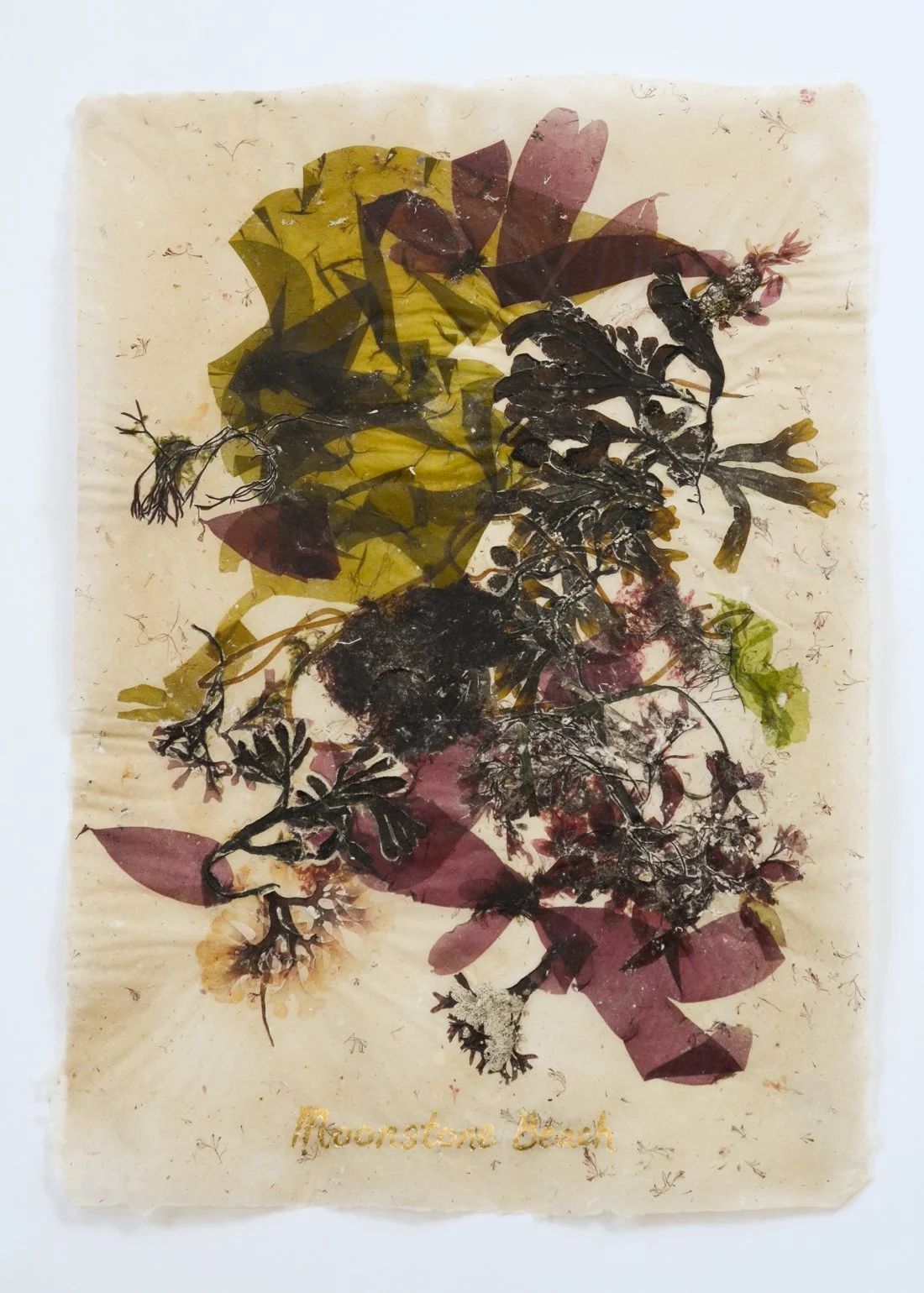 Seaweed Papers - Environmental Pressed Seaweed Art — May Babcock