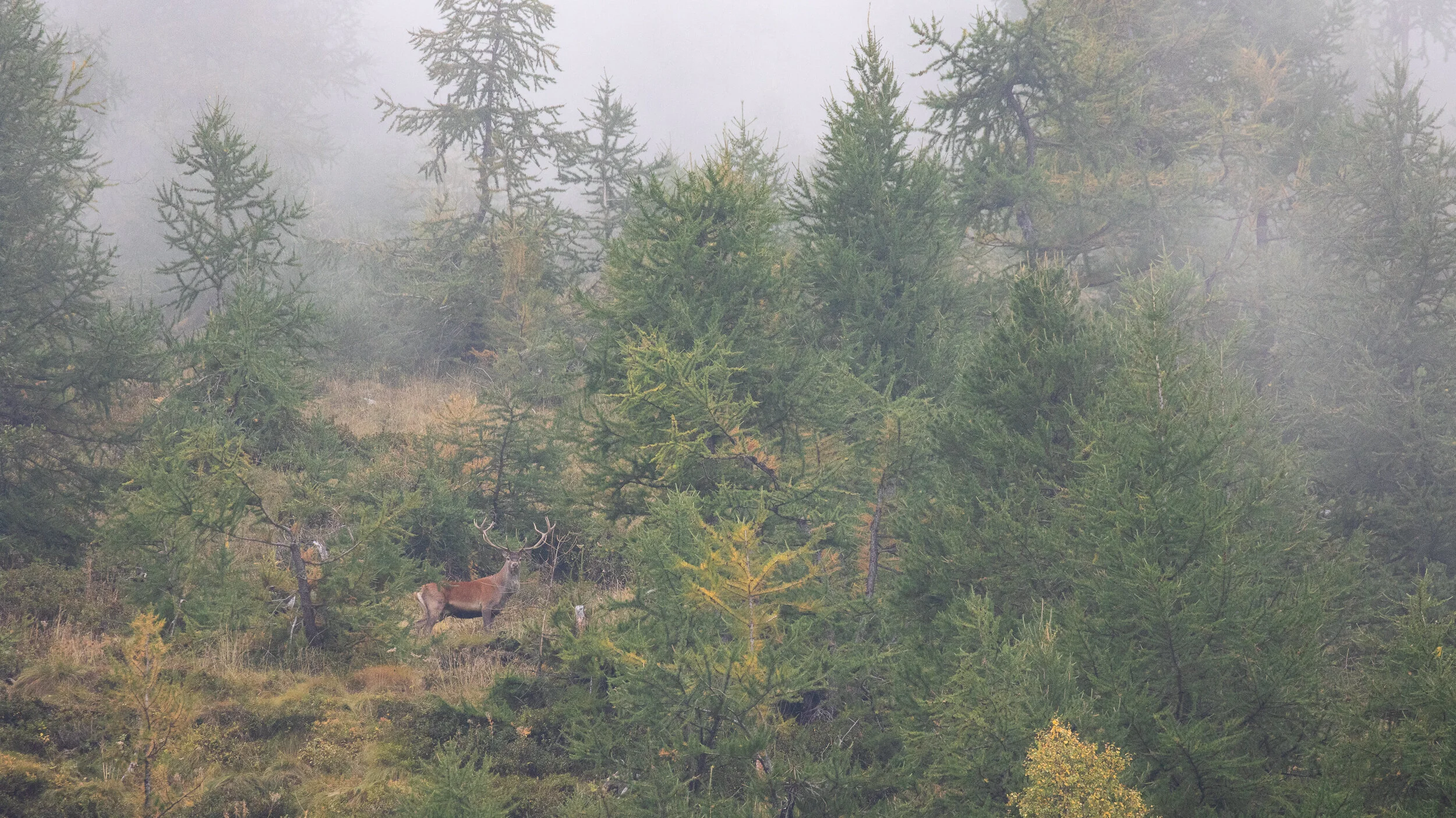 France — Histoires de faune sauvage — Salva Fauna
